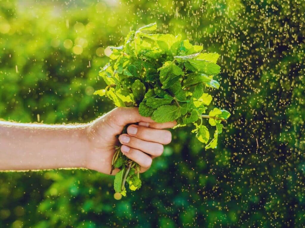 Aprenda a Plantar Hortelã e Tenha Frescor em Sua Horta